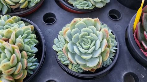 가을들판과 다육들신상입고가성비짱다육 010 7635 3562택배문자주문 화분채배송콩나물다육 Youtube