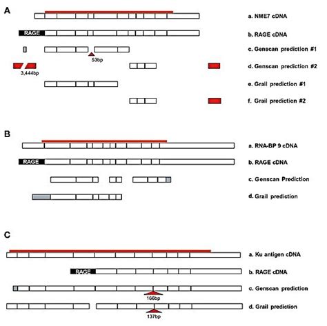Comparison Of Experimental And Predicted Transcript Structure The Download Scientific Diagram