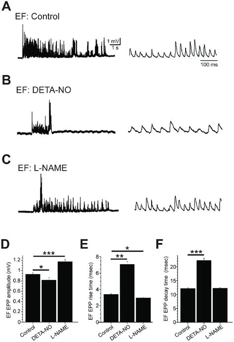 Developmental No Manipulation Perturbs Fictive Locomotor Drive To Ef Download Scientific