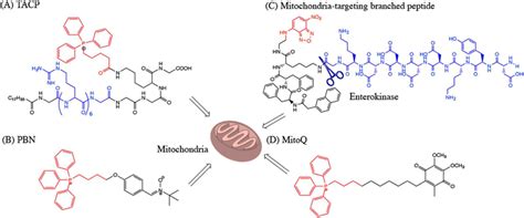 Small Molecules And Peptides That Specifically Target Mitochondria