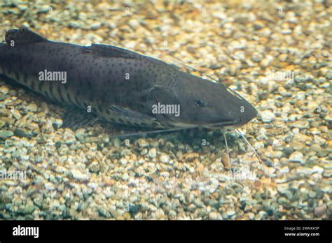 Spotted Sorubim Catfish Pseudoplatystoma Corruscans Freshwater Fish