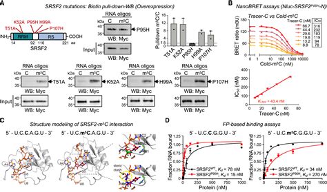 Srsf2 Plays An Unexpected Role As Reader Of M5c On Mrna Linking Epitranscriptomics To Cancer