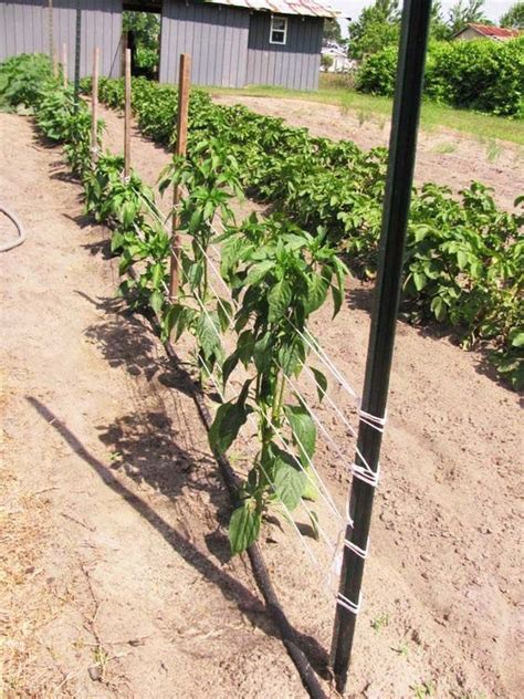 How To Make A Tomato Trellis Artofit
