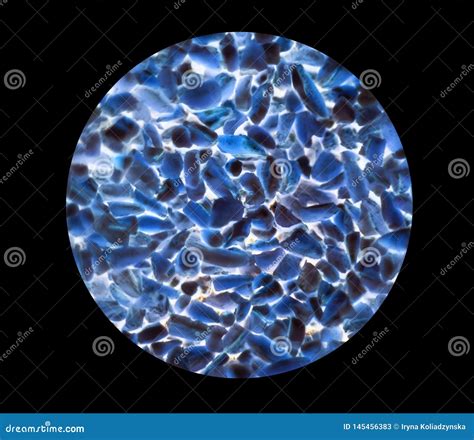 Bacteria Under Light Microscope