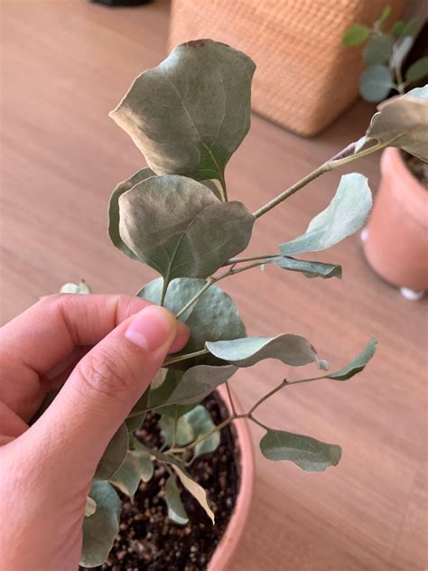 유칼립투스 폴리안 마름현상 지식in