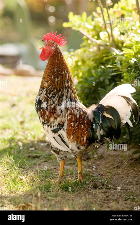 Crowing Cockerel Cockerels Morning Chorus Cock Cocks Cock A Doodle Do