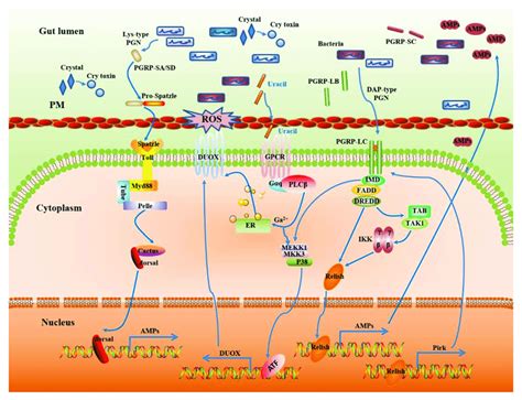 Insect Gut Immunity Protects Against Infections And Maintains Gut