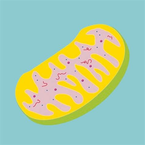 Cell Mitochondria Isolation Kit