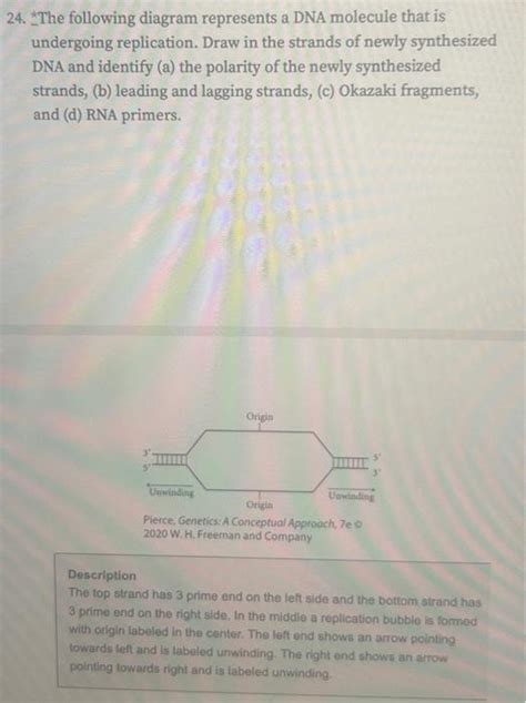 Solved 24 The Following Diagram Represents A Dna Molecule