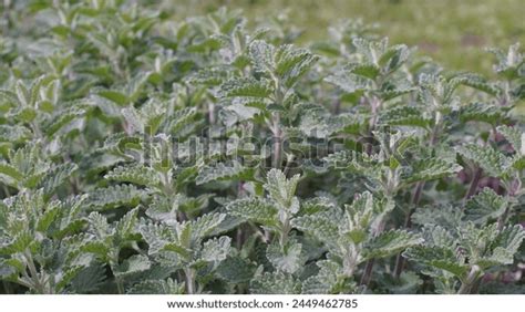 Pruning Tolerant Photos Images And Pictures Shutterstock