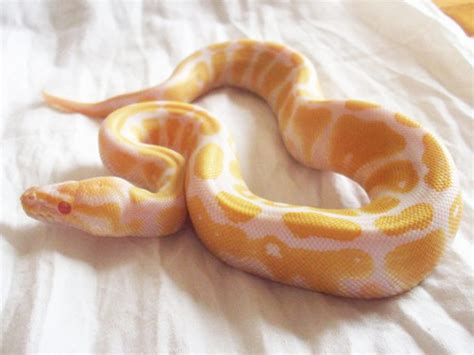 Royal Python Photos The Royal Python Co Uk Royal Python Care Sheet Royal Python Facts