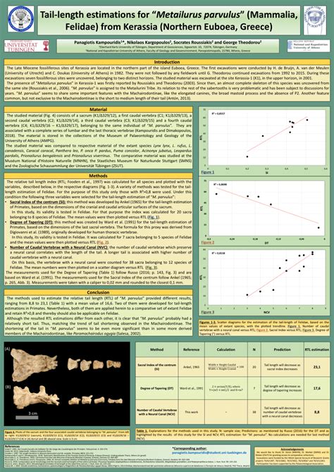 Pdf Tail Length Estimations For Metailurus Parvulus Mammalia