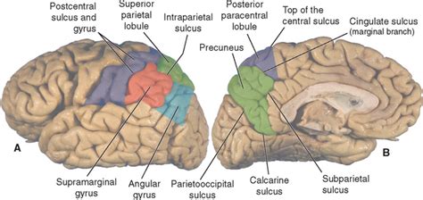 Intraparietal Sulcus Function