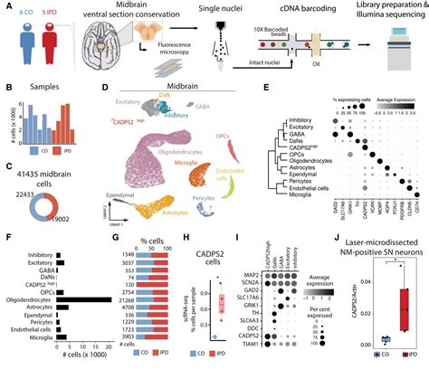 Figure 3 From Single Cell Sequencing Of Human Midbrain Reveals Glial