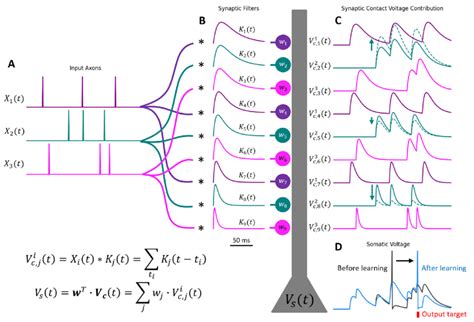 The Filter And Fire Fandf Neuron Receives Input Through Multiple Download Scientific Diagram