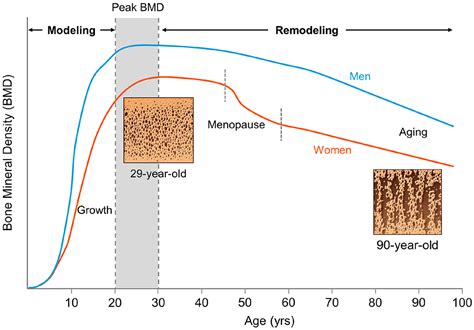 Skeletal Aging Pmc