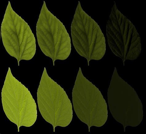 Physically Based Leaf Translucency Top With Light At Different Angles
