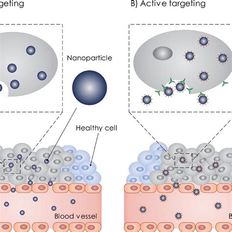 A Passive Drug Targeting By Enhanced Permeation And Retention Epr