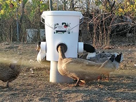 Duck Feeder Duck Feeder Poultry Feeders Duck Waterer 52 Off Duck Feeder Duck Feeder Poultry Feeders Duck Waterer 52 Off