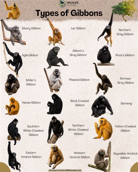All About The Gibbon Primate Types Facts And Habitat Insights