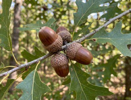 Shumard Oak Uses Pros Cons And Fall Color Guide Guru News
