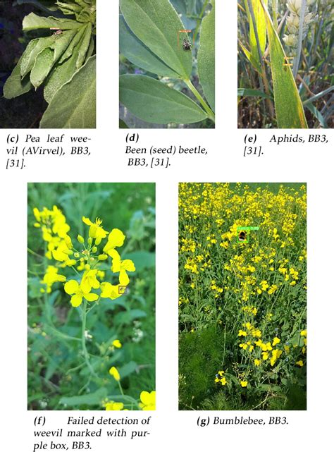 Figure 610 From Detection Of Pests In Agriculture Using Machine