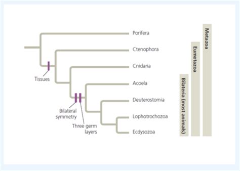 Chapter 33 An Introduction To Invertebrates Flashcards Quizlet