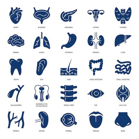 인간의 내부 장기 및 시스템 아이콘 세트 프리미엄 벡터