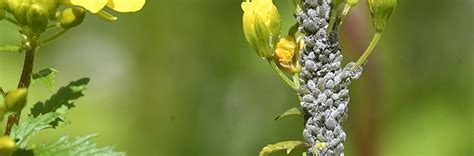 Cabbage Aphids Do Not Social Distance Uc Agriculture And Natural