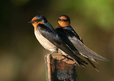 الباحثون عن السنونو