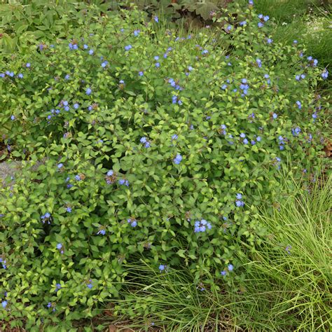 Chinese Plumbago Ceratostigma Willmottianum