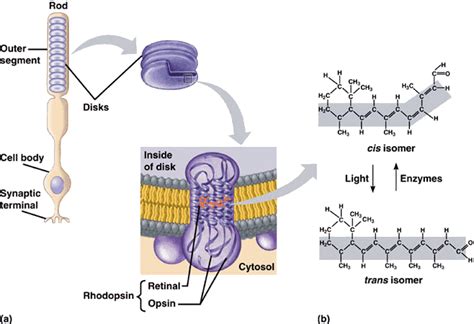Rhodopsin Visual Purple