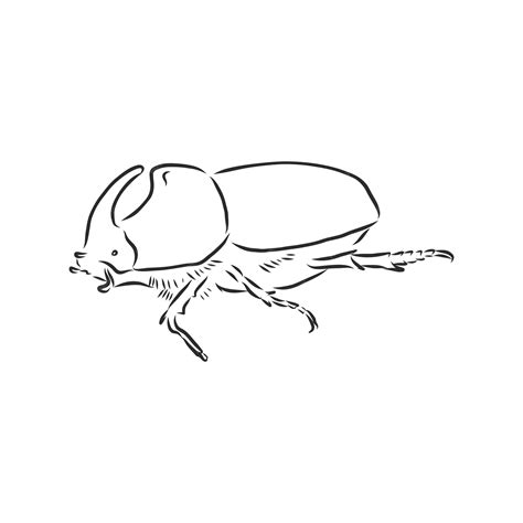 Premium Vector Beetle Rhinoceros Drawing In Style Engraving Sketch