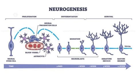 Neurogenesis Process As Stem Cell Growth To Mature Neuron Outline Diagram Vectormine