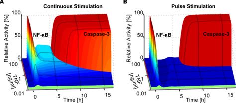 Simulations Of The Single Cell Model A And B Single Cell Time