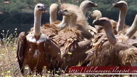 Buitre Leonado Gyps Fulvus Alía Cáceres Youtube