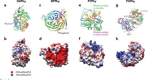 Figure 1 From Phytase A New Life For An Old Enzyme Semantic Scholar