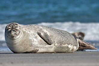 Common Seal Wiktionary The Free Dictionary