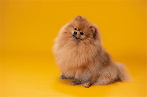 驚！松鼠博美犬原來是大型犬？ 科學家的摯愛？