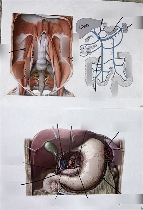 Anatomy Practical Diagram Quizlet