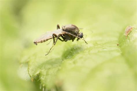 Discover The 5 Different Types Of Gnats Buzzing Around This Summer A