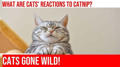 Cats Going Crazy Over Catnip Hilarious Reactions Youtube