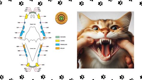 Cat Teeth And Dental Care A Complete Guide Mannvetcorner