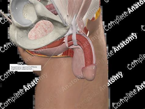 Suspensory Ligament The Eye And Retina Introduction To