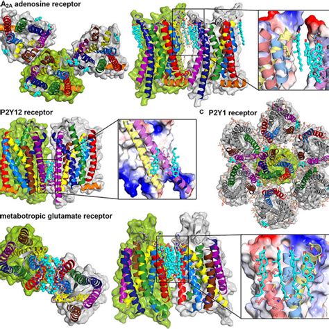 Coarse Grained Md Simulations A Several Molecules Are Shown As