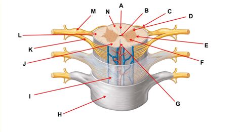 Spinal Cord Functions Diagram Quizlet