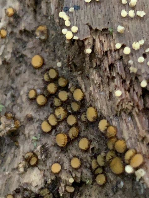 Scutellinia setosa from Mair Park Whangārei Northland NZ on June at AM by