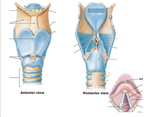 Lab 18 Trachea Labelling Diagram Quizlet