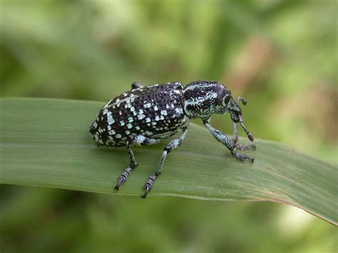 Common And Unusual Identifications Beetles The Australian Museum