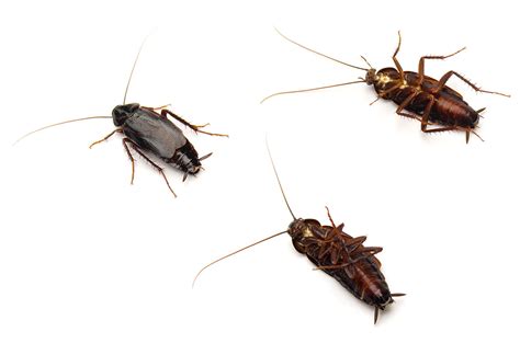 Oriental Cockroach Catseye Pest Control